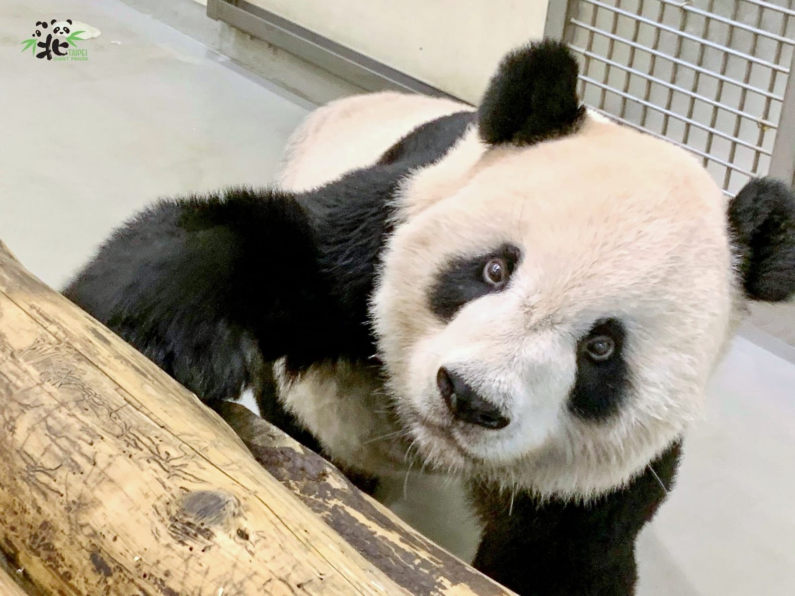 One Of Taiwan’s Giant Pandas, Tuan Tuan, Has Died At Age 18 After A ...