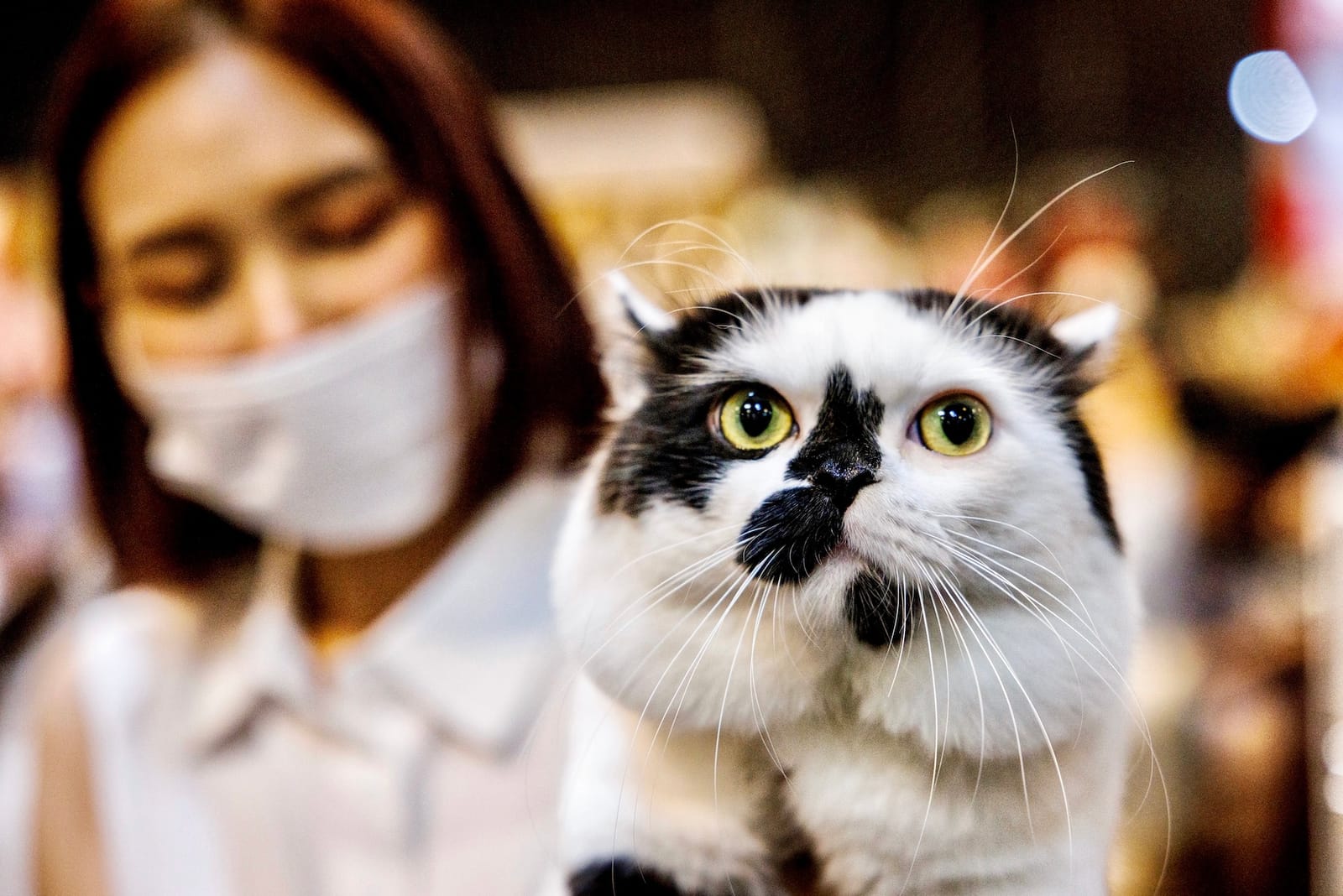 Thailand Held A “Cats Who Look Like Cows” Competition Where Cats Were ...