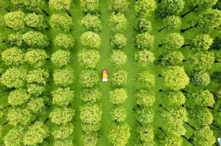Did You Know There’s A Forest In China That Resembles A Floating Forest?