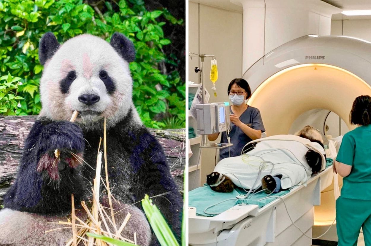 Taiwan’s Giant Panda Tuan Tuan Has Been Found To Have A Brain Disease ...