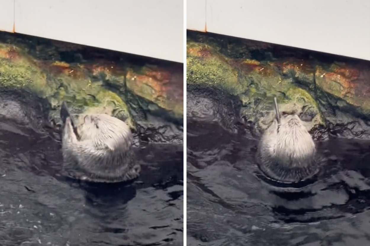 Someone Dropped Their iPhone At A Zoo In Portugal And Had To Watch As ...