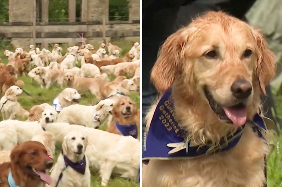 488 Golden Retrievers Met Up In Scotland And Is This What Heaven Looks ...