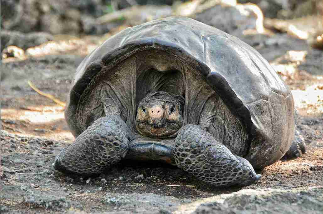A Giant Tortoise Thought To Be Extinct Tortoise For Over A Century Has ...