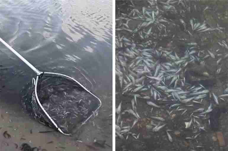 Spain Has Banned Fertilizers Near A Lagoon After 15 Tons Of Dead Fish ...