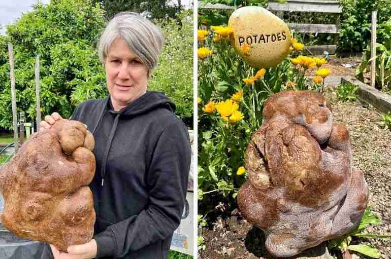 This Couple In New Zealand Accidentally Grew A Massive Potato That ...
